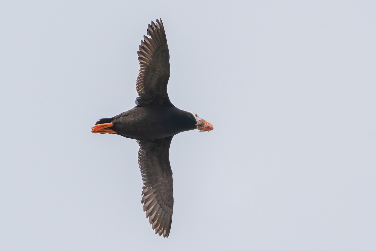 Photographing tufted puffins with bill loads at Haystack Rock – From ...