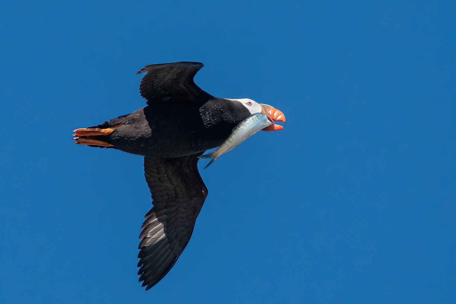 Photographing tufted puffins with bill loads at Haystack Rock – From ...