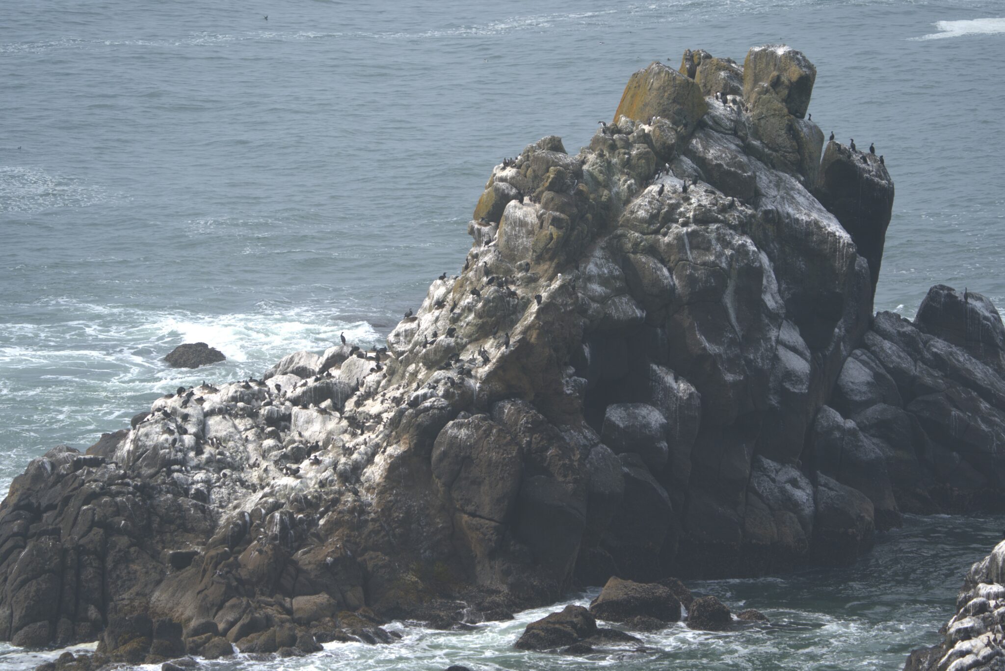 Yaquina Head Seabird Monitoring: 2023 Early Season Update – From the ...