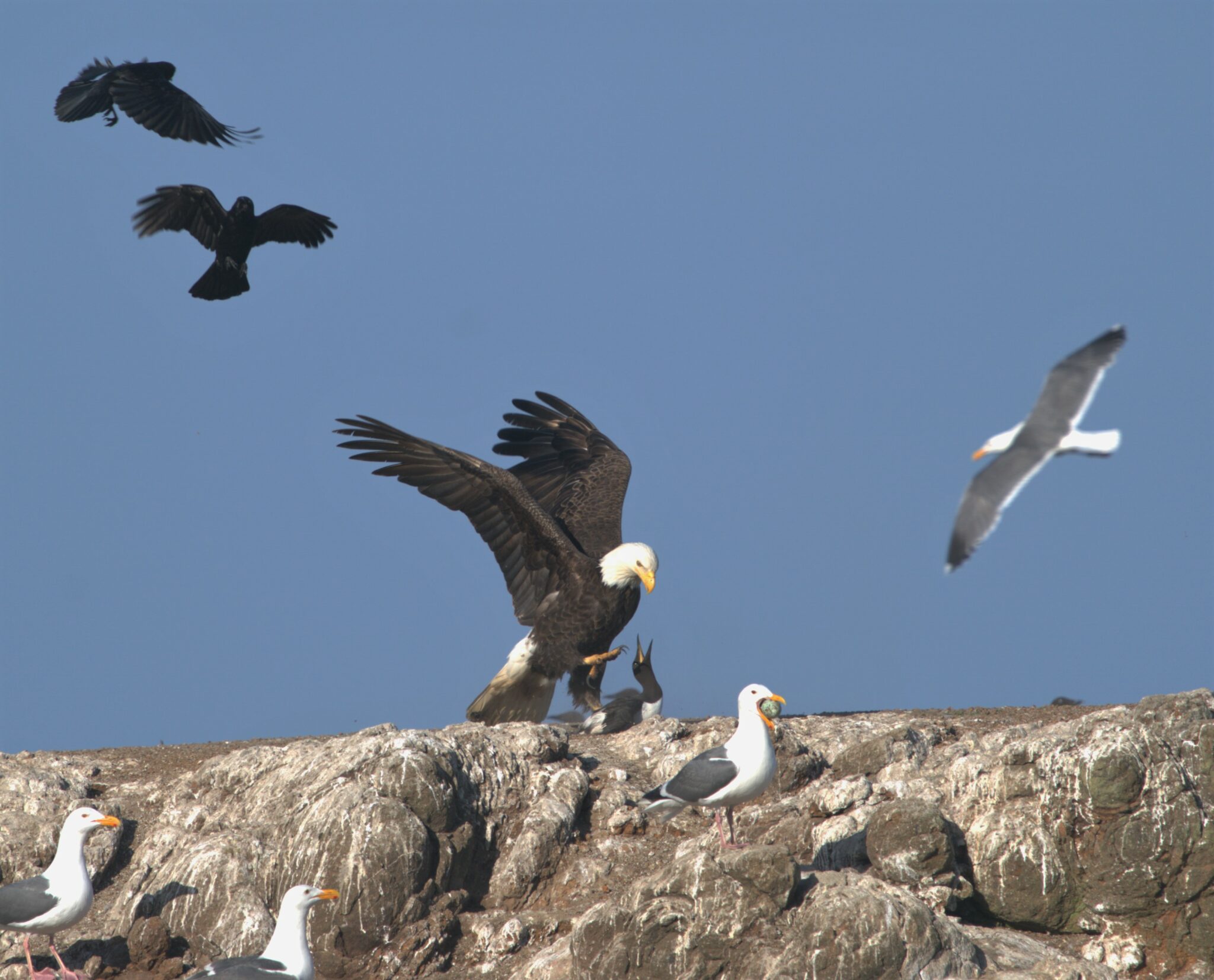 Yaquina Head Seabird Monitoring: 2023 Early Season Update – From the ...