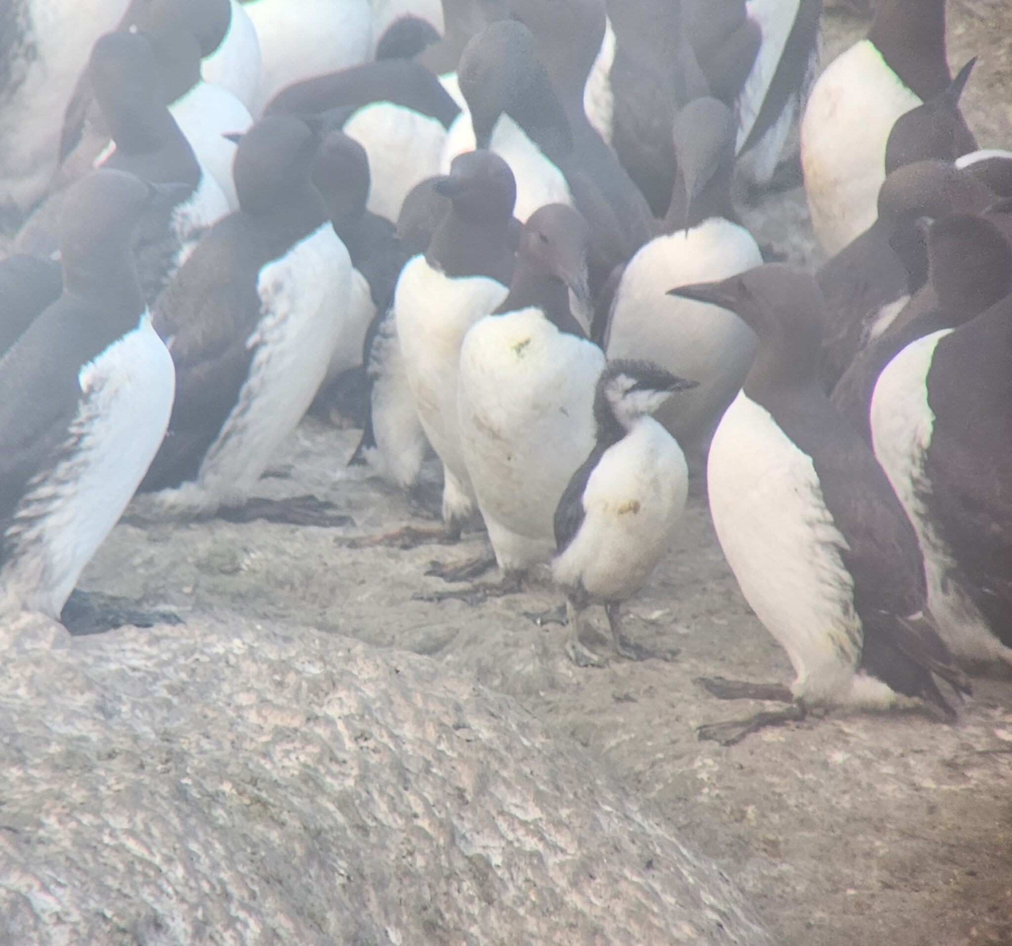 Yaquina Head Seabird Monitoring: Mid-Summer 2023 – From the top ...