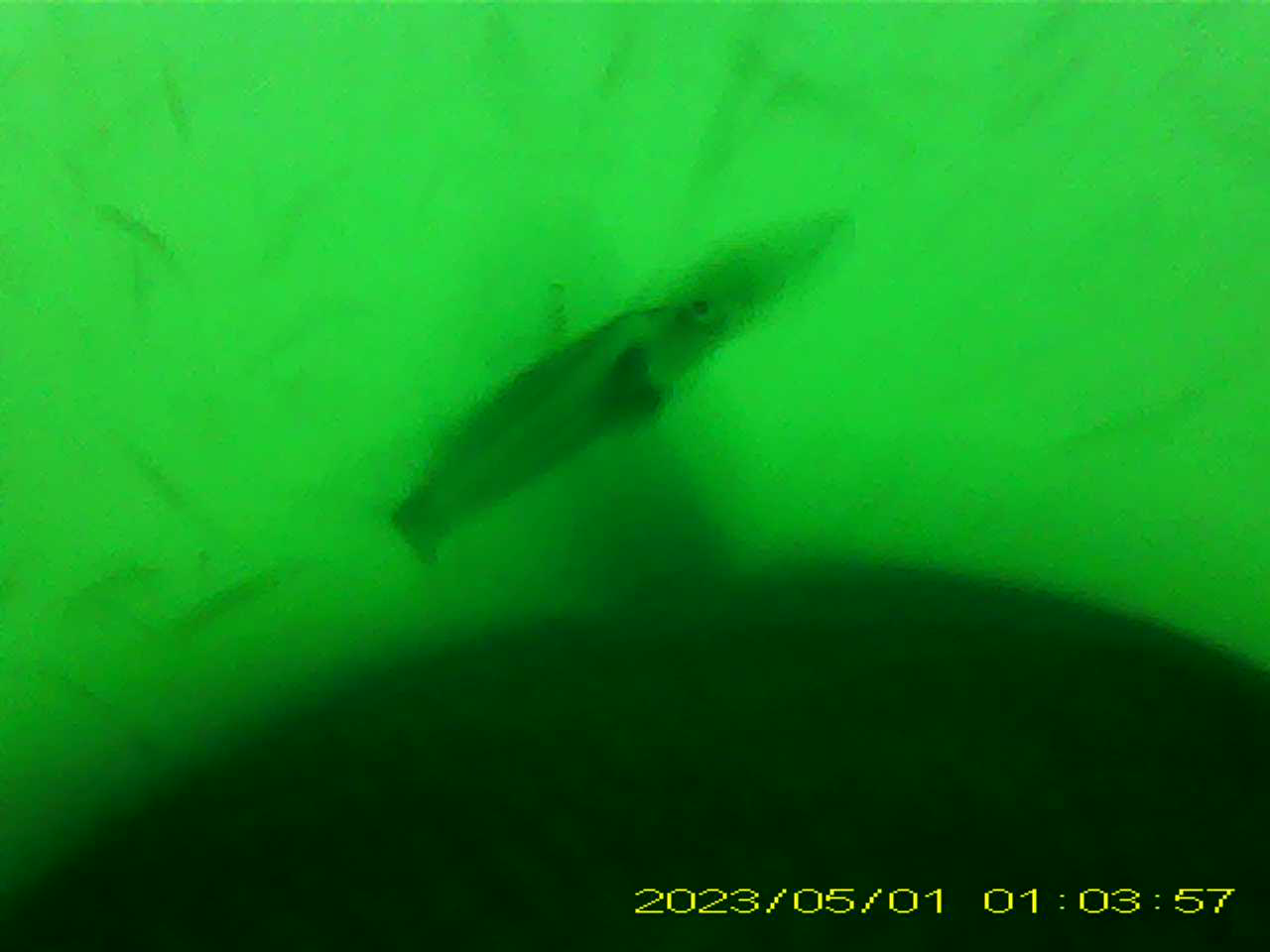 Notes from the Field: Ross Island, Antarctica – From the top: Predators ...