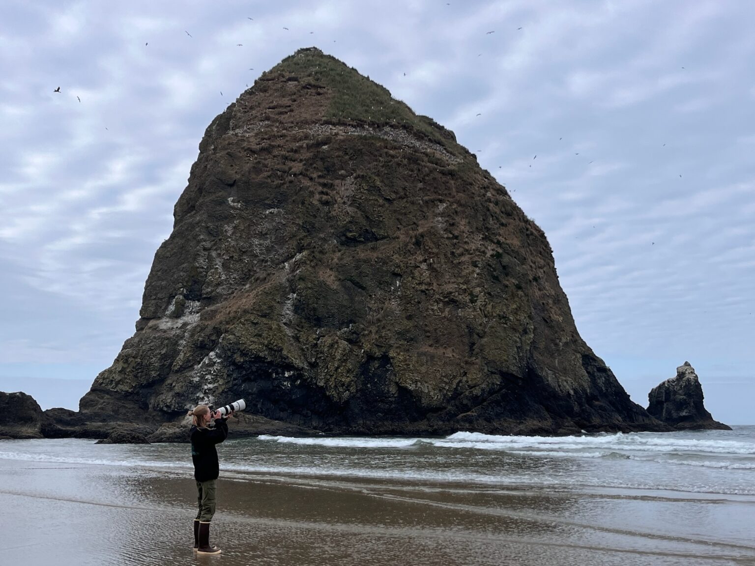 Birds with Fish – From the top: Predators, Oceans & Ecosystems