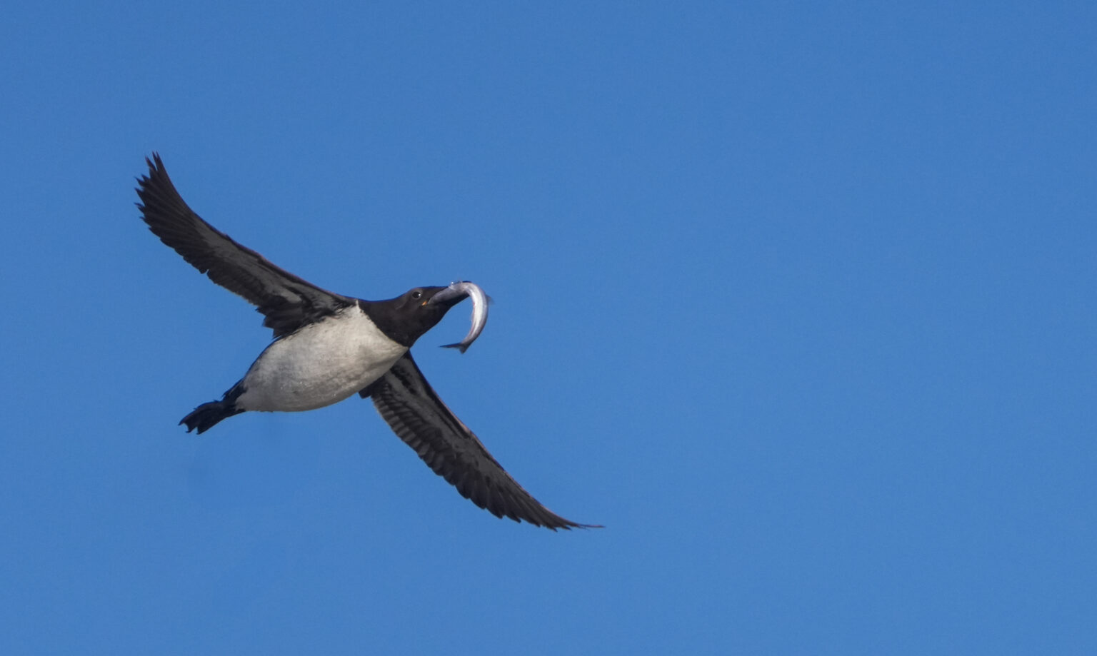 Birds with Fish – From the top: Predators, Oceans & Ecosystems