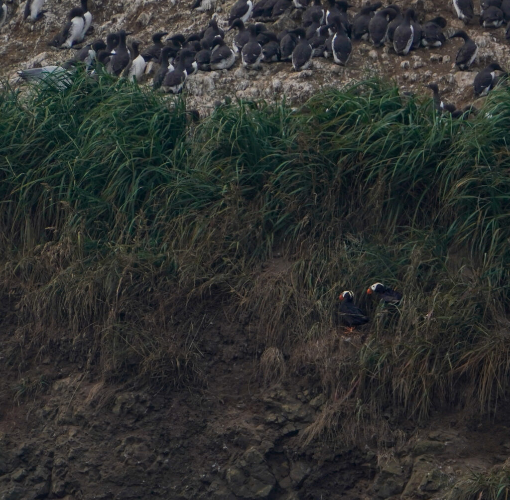 Birds with Fish – From the top: Predators, Oceans & Ecosystems