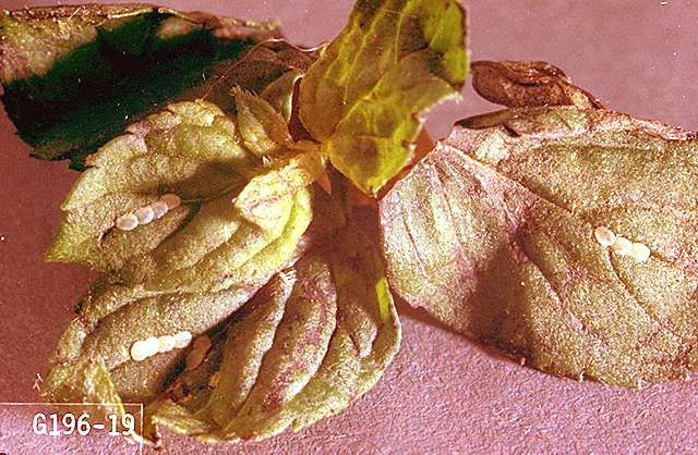Mint Root Borer « Mint Pest Alert Newsletter