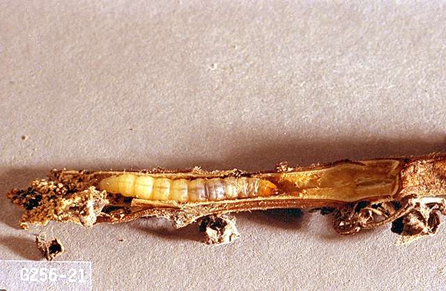 Mint Root Borer « Mint Pest Alert Newsletter