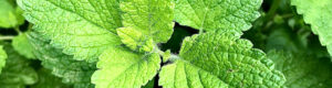Mint Pests – Mint Pest Alert Newsletter