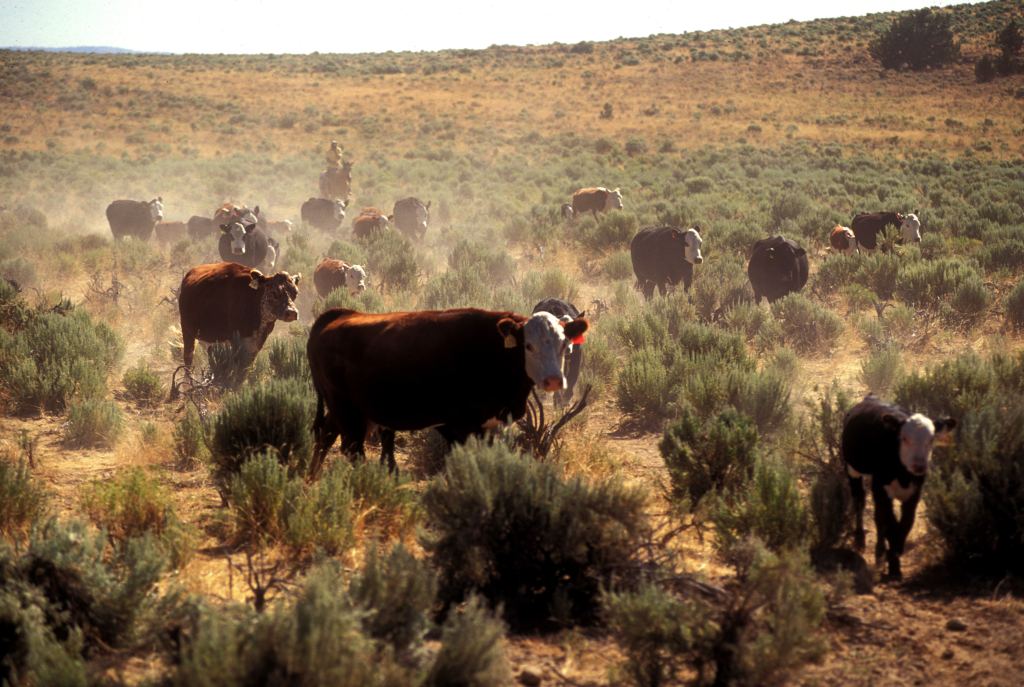 Sagebrush Ecosystem Management « OSU Sagebrush Habitat Team
