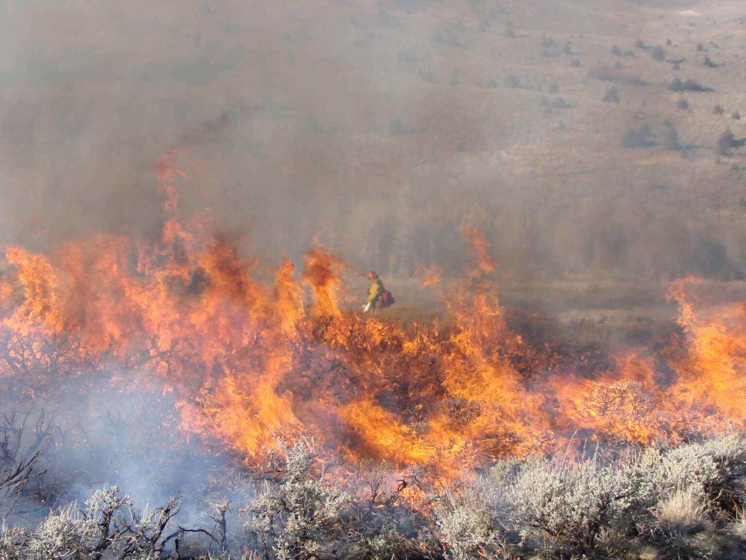 Sagebrush Ecosystem Management « OSU Sagebrush Habitat Team