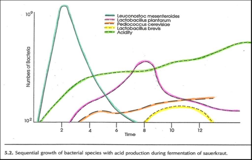 Fermentation Archives | Extending the Harvest