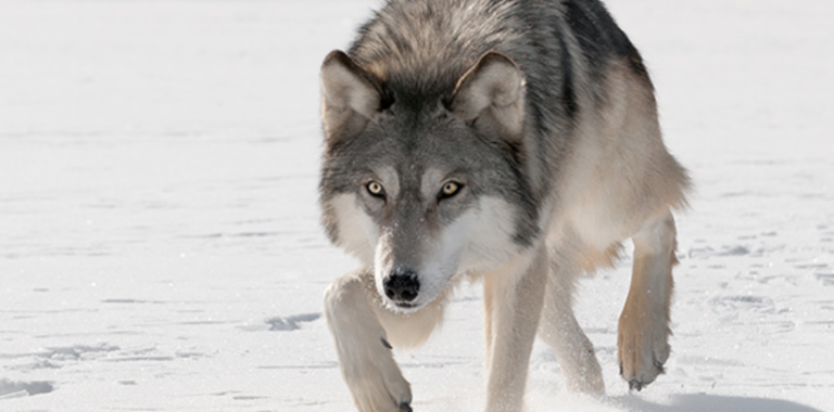 Population Status – Listing and Delisting of Wolves in the U.S