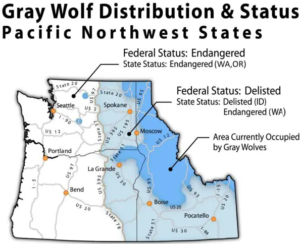 History and Distribution of The Gray Wolf in The Pacific Northwest ...