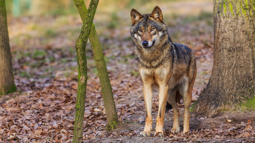 Oregon Wolf Protection | Where wolves have a say