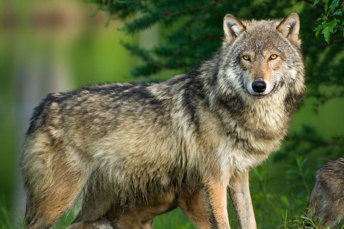 Oregon Wolf Protection | Where wolves have a say