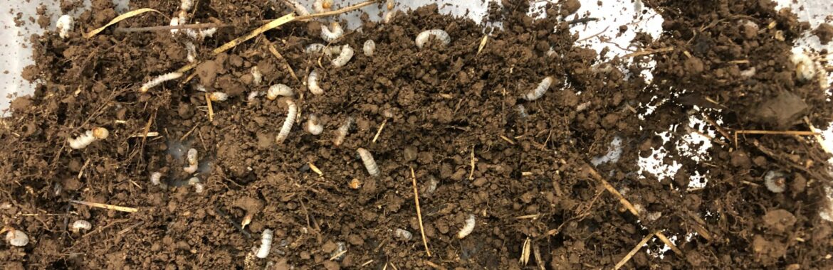 Destroy Egg Clusters of Noctua pronuba, Large Yellow Underwing Moth to ...