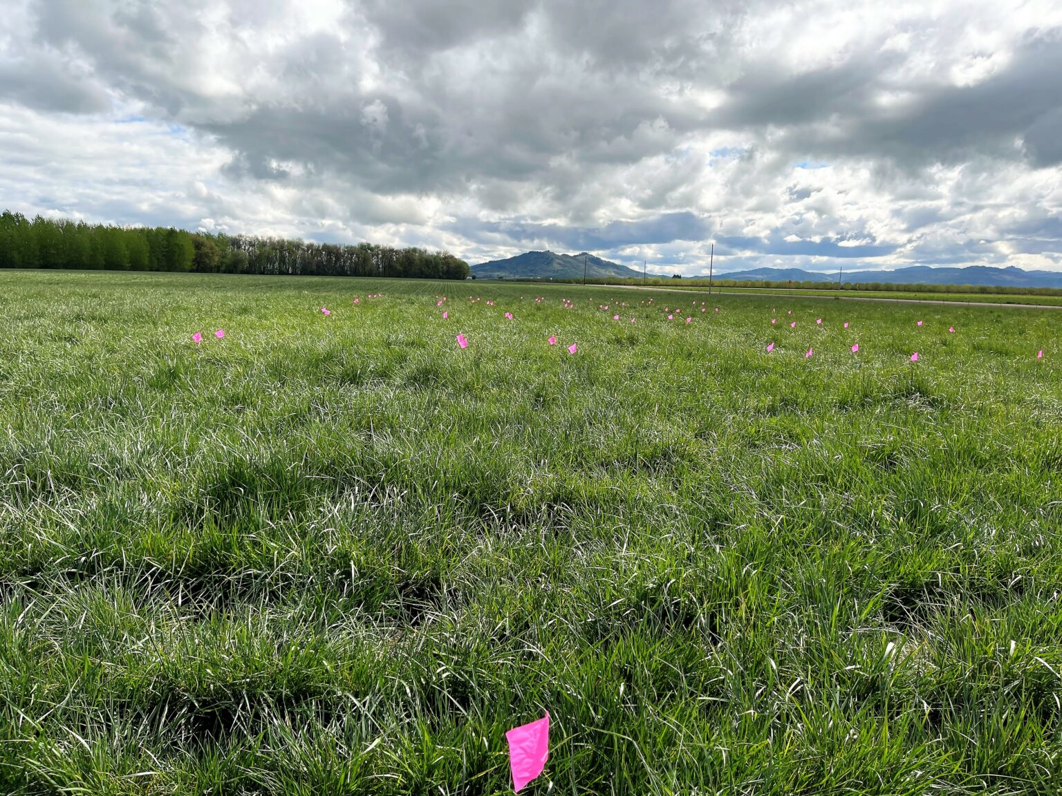 2021 Aphid Efficacy Trial in Tall Fescue | Field Crops Entomology Program