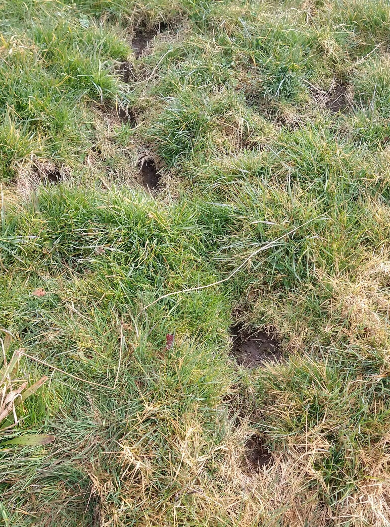 There are voles in those holes! (An introduction) | Vole Management Project