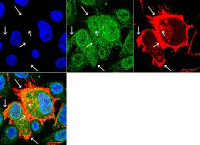 Vet Gazette - Research Profile- Dr. Manoj Pastey