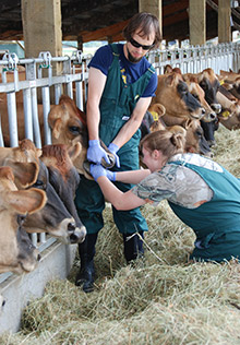 Vet Gazette - Student’s Summer Research Leads to Bovine Dental Discoveries