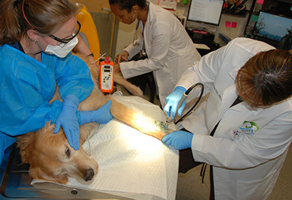 Vet Gazette - OSU Veterinary Teaching Hospital Offers Electrochemotherapy