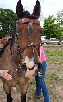 Vet Gazette - Dynamic Endoscope Expands Ability To Diagnose Equine ...