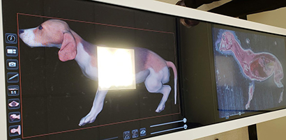 Vet Gazette - Virtual Dissection Provides Fingertip Education