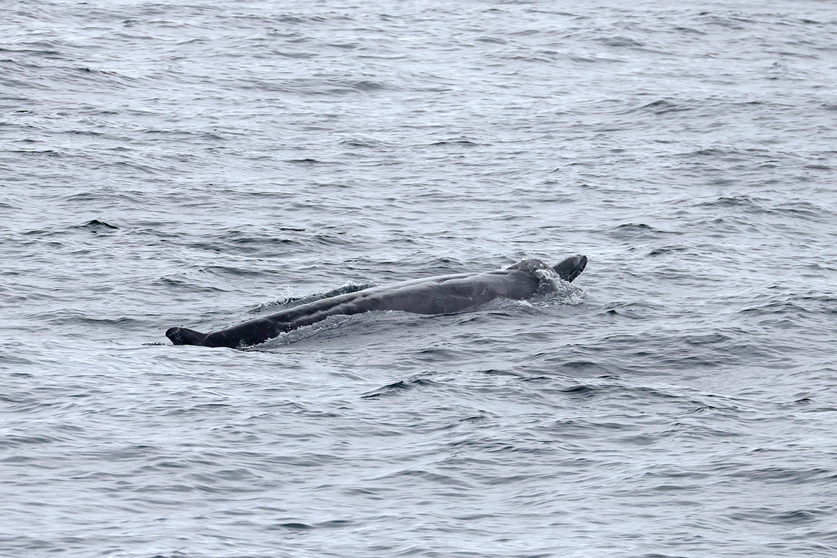 Encountering Baird’s beaked whales – Beaked Whale Expedition to the ...