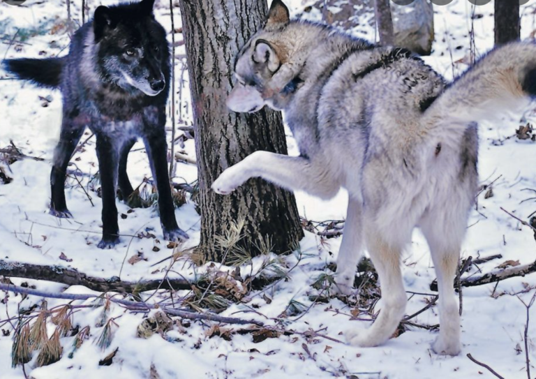 Evidence to Support or Oppose Listing | The Gray Wolf: To List or Not ...