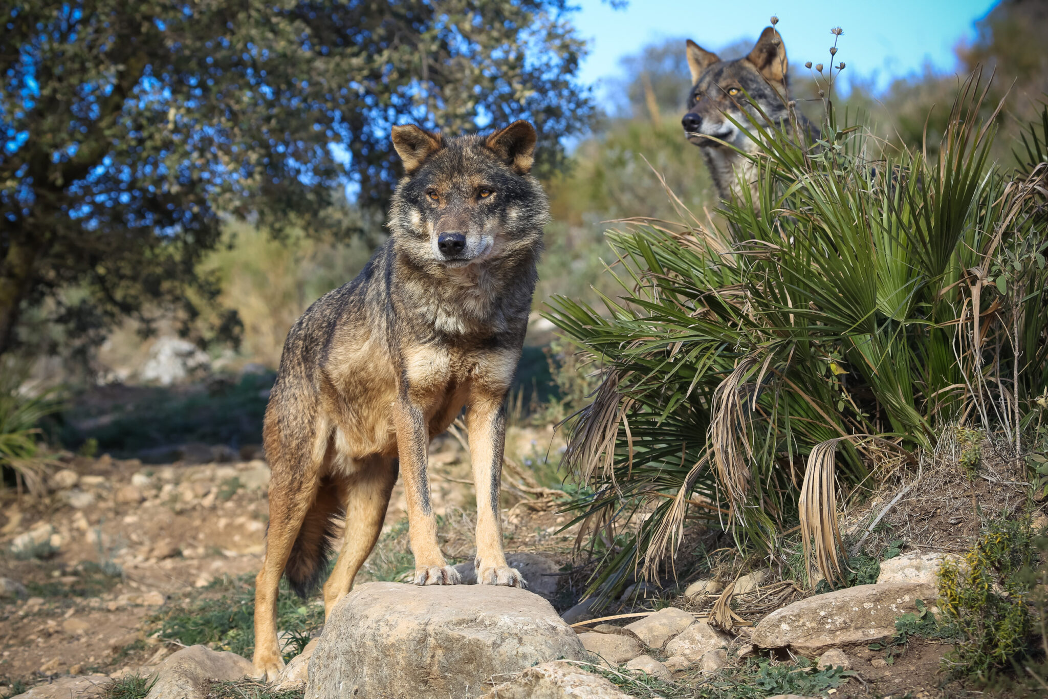 Status, Threats, and Recovery of the Gray Wolf – An overview of Canis ...