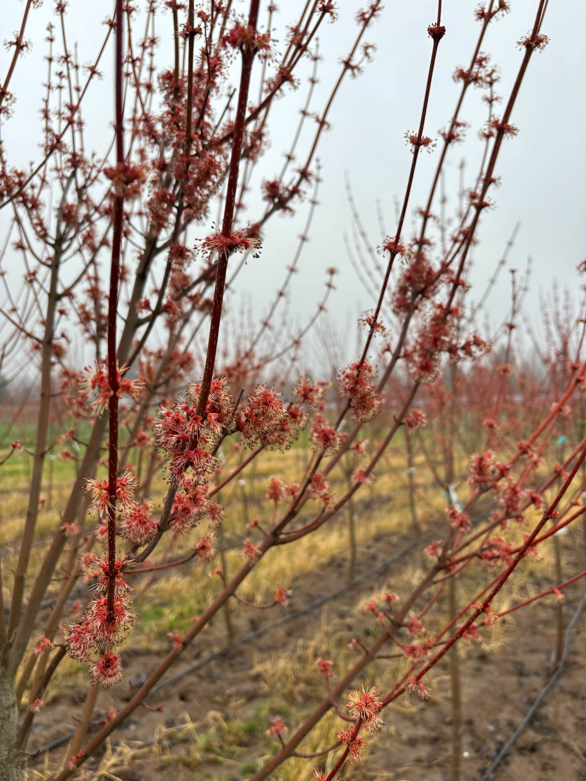 March 2025 Nursery News Notes - Nackley Lab