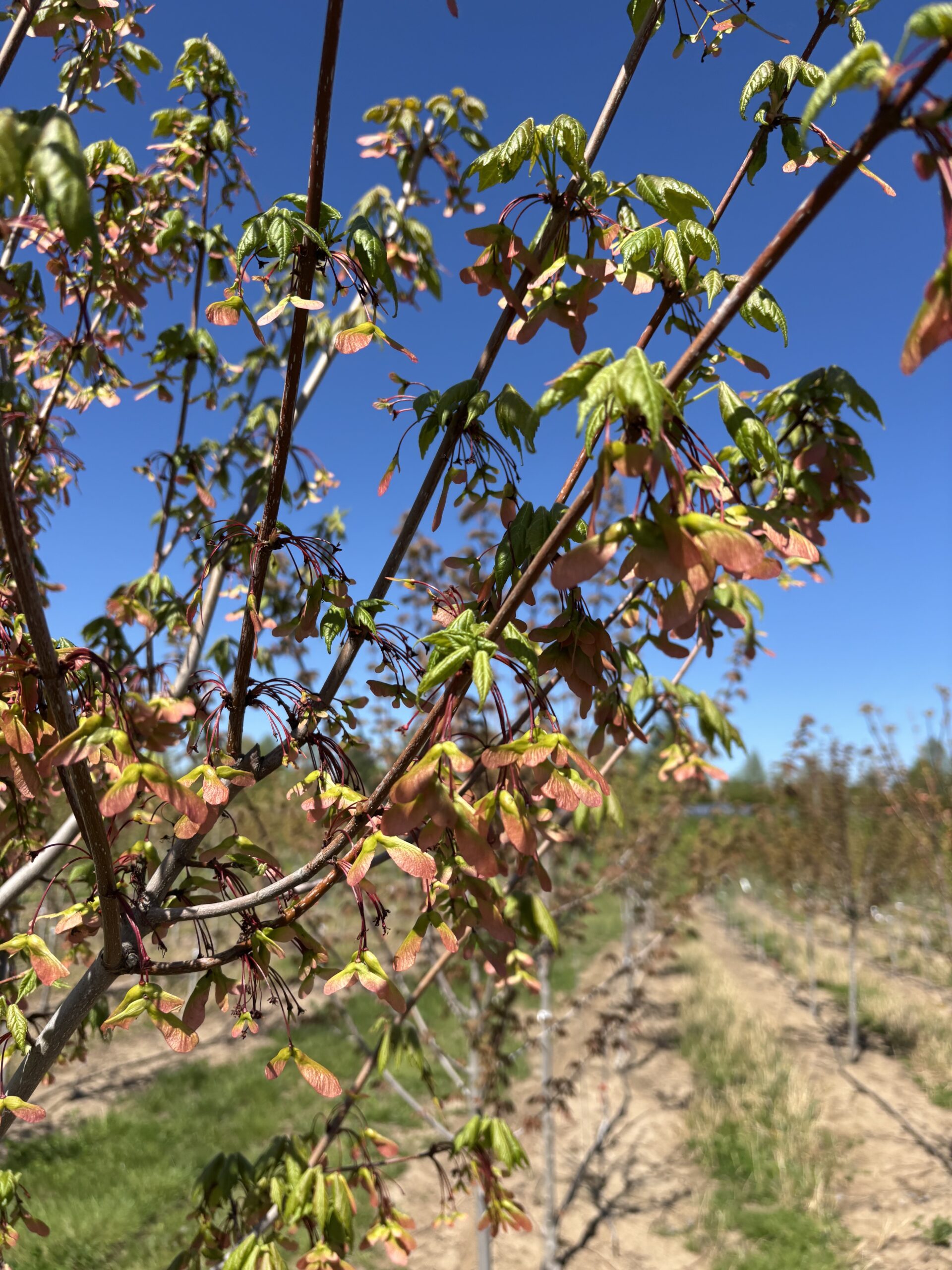 April 2025 Nursery News Notes - Nackley Lab