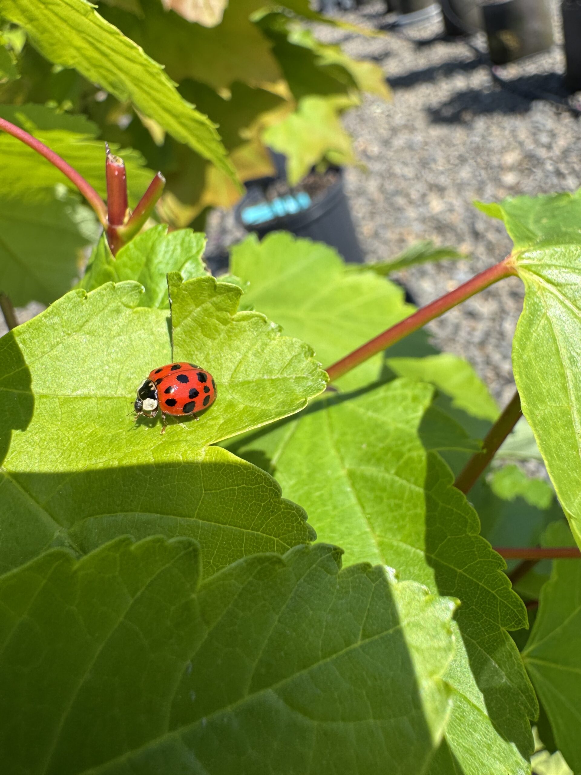 May 2025 Nursery News Notes - Nackley Lab
