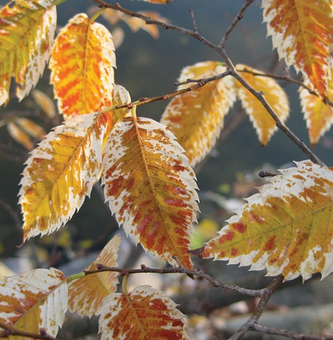 November 2025 Nursery News Notes - Nackley Lab