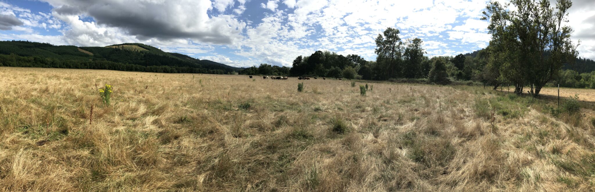 Letitia Carson Legacy Project