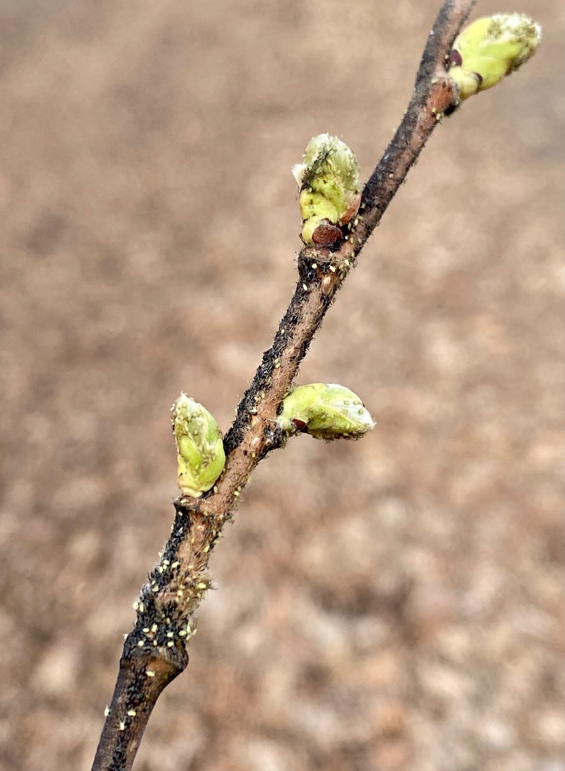 Hazelnut Field Notes - Observations from the orchardHazelnut Field ...