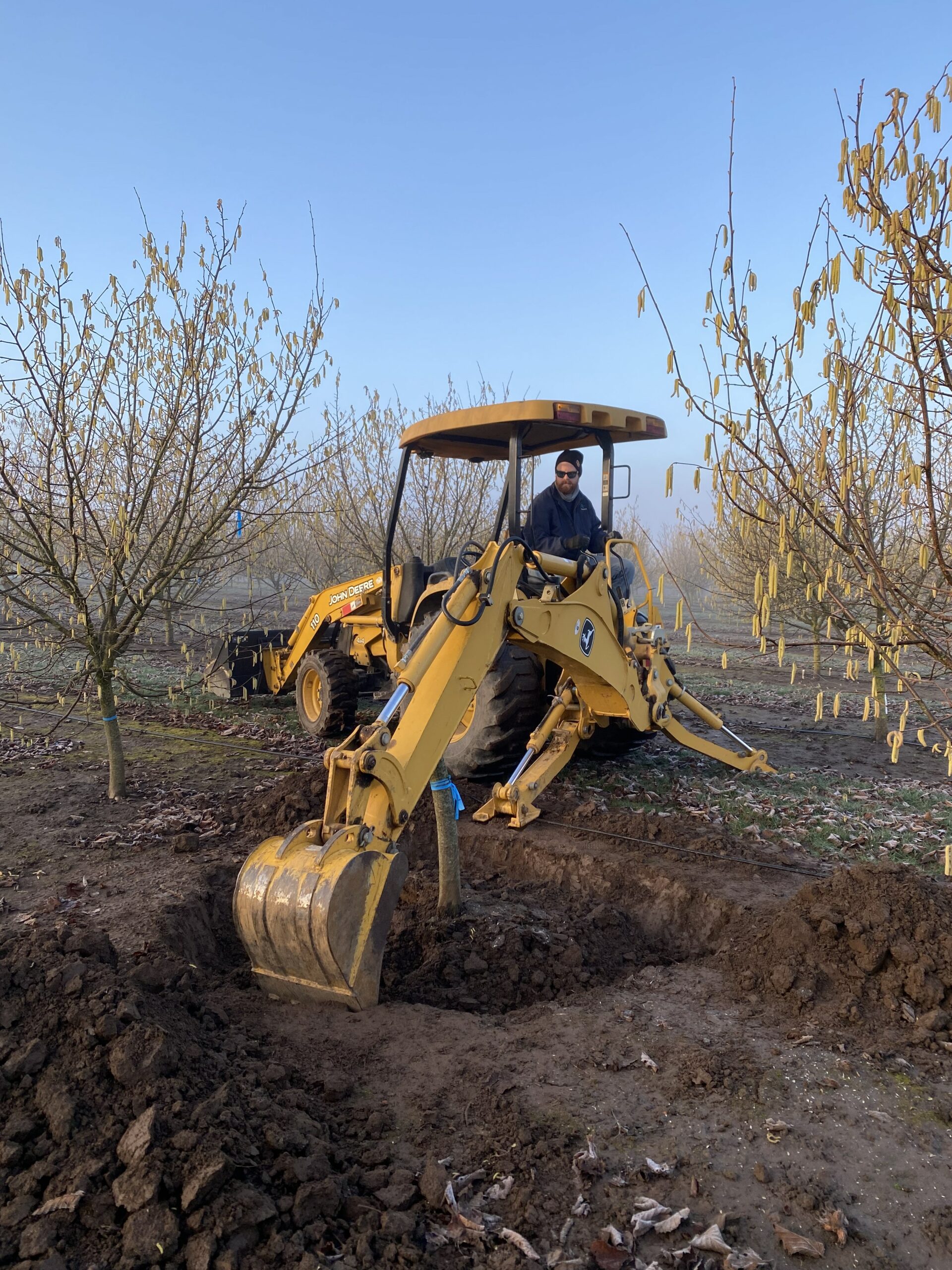 Digging trees to determine nitrogen content - Hazelnut Field ...