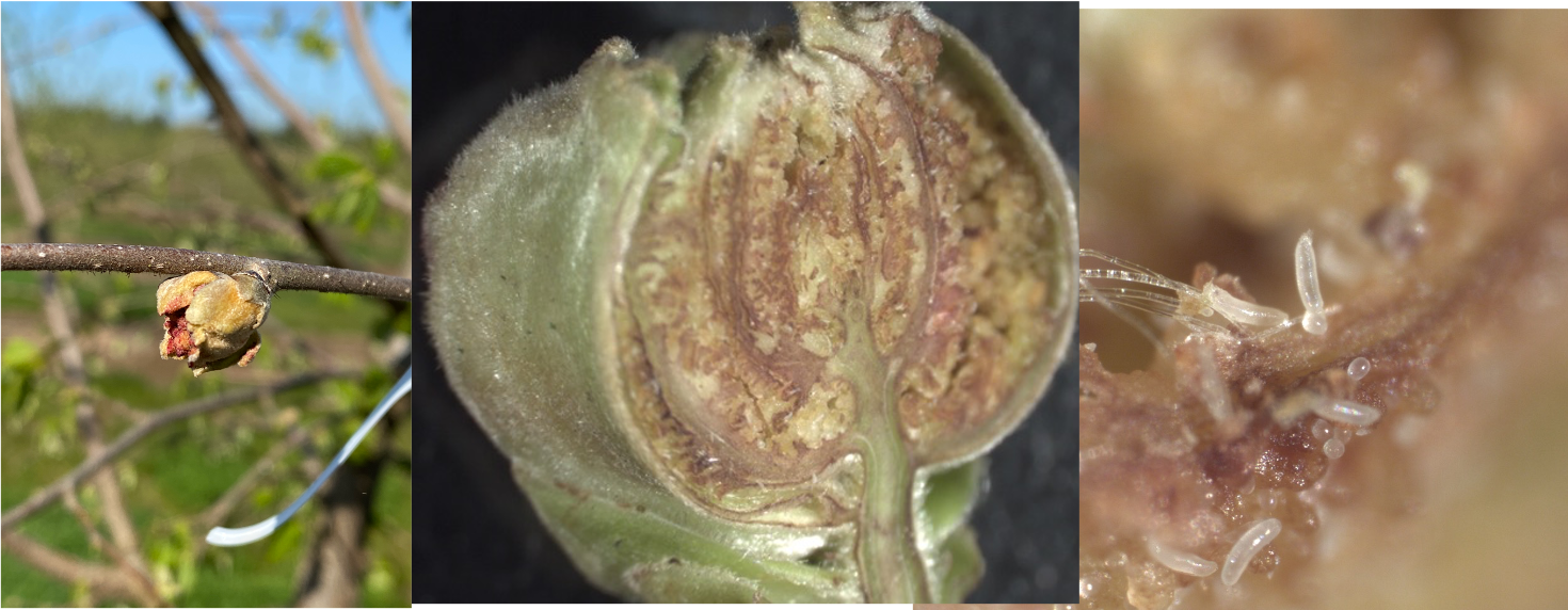 Heat and sulfur burn in hazelnuts - Hazelnut Field NotesHazelnut Field ...
