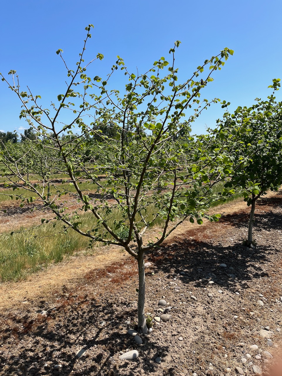 Pest Alert: California root borer in hazelnuts - Hazelnut Field ...