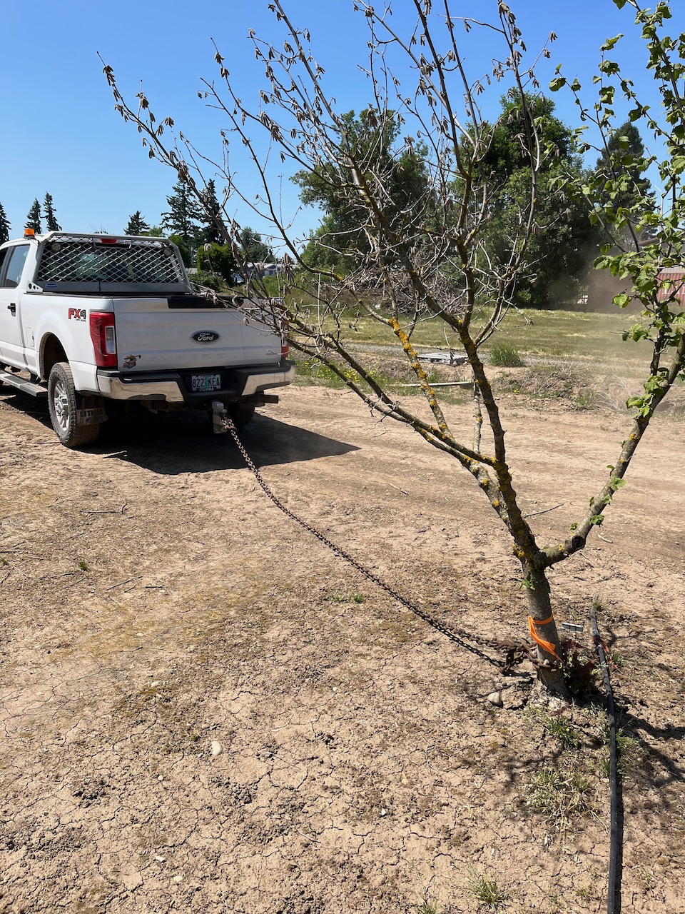 Pest Alert: California root borer in hazelnuts - Hazelnut Field ...