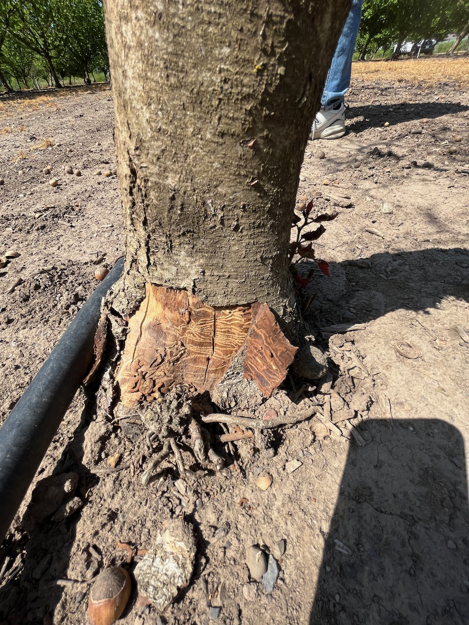Pest Alert: California root borer in hazelnuts - Hazelnut Field ...