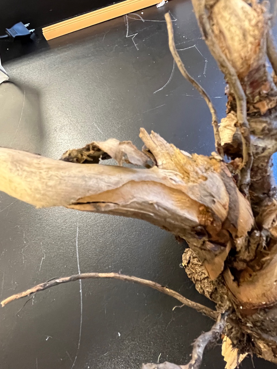 Pest Alert: California root borer in hazelnuts - Hazelnut Field ...