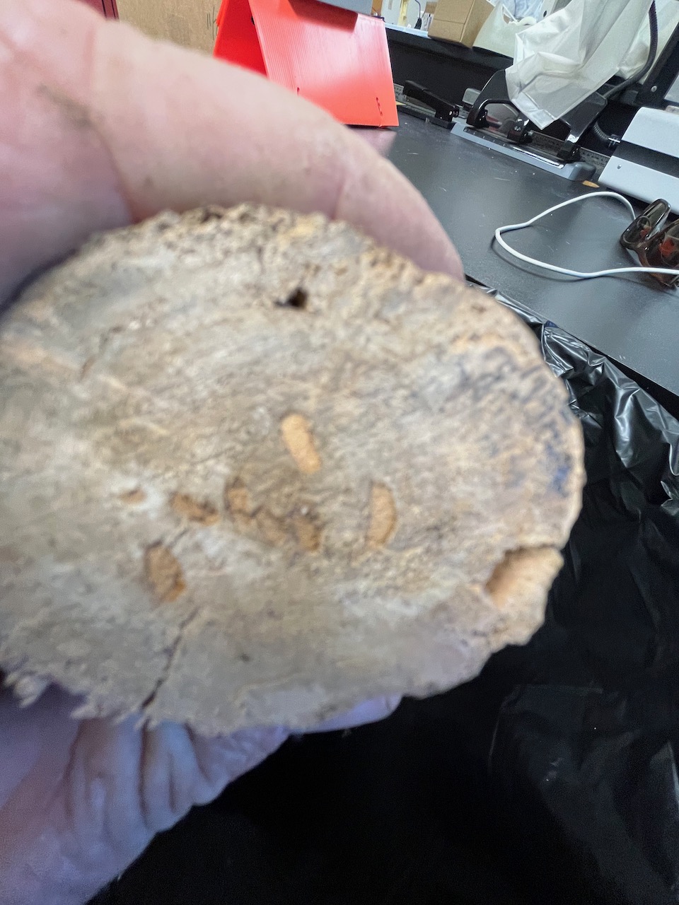 Pest Alert: California root borer in hazelnuts - Hazelnut Field ...