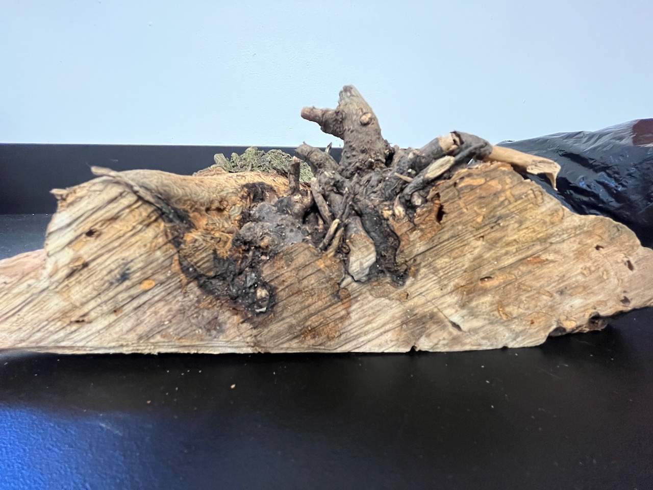 Pest Alert: California root borer in hazelnuts - Hazelnut Field ...