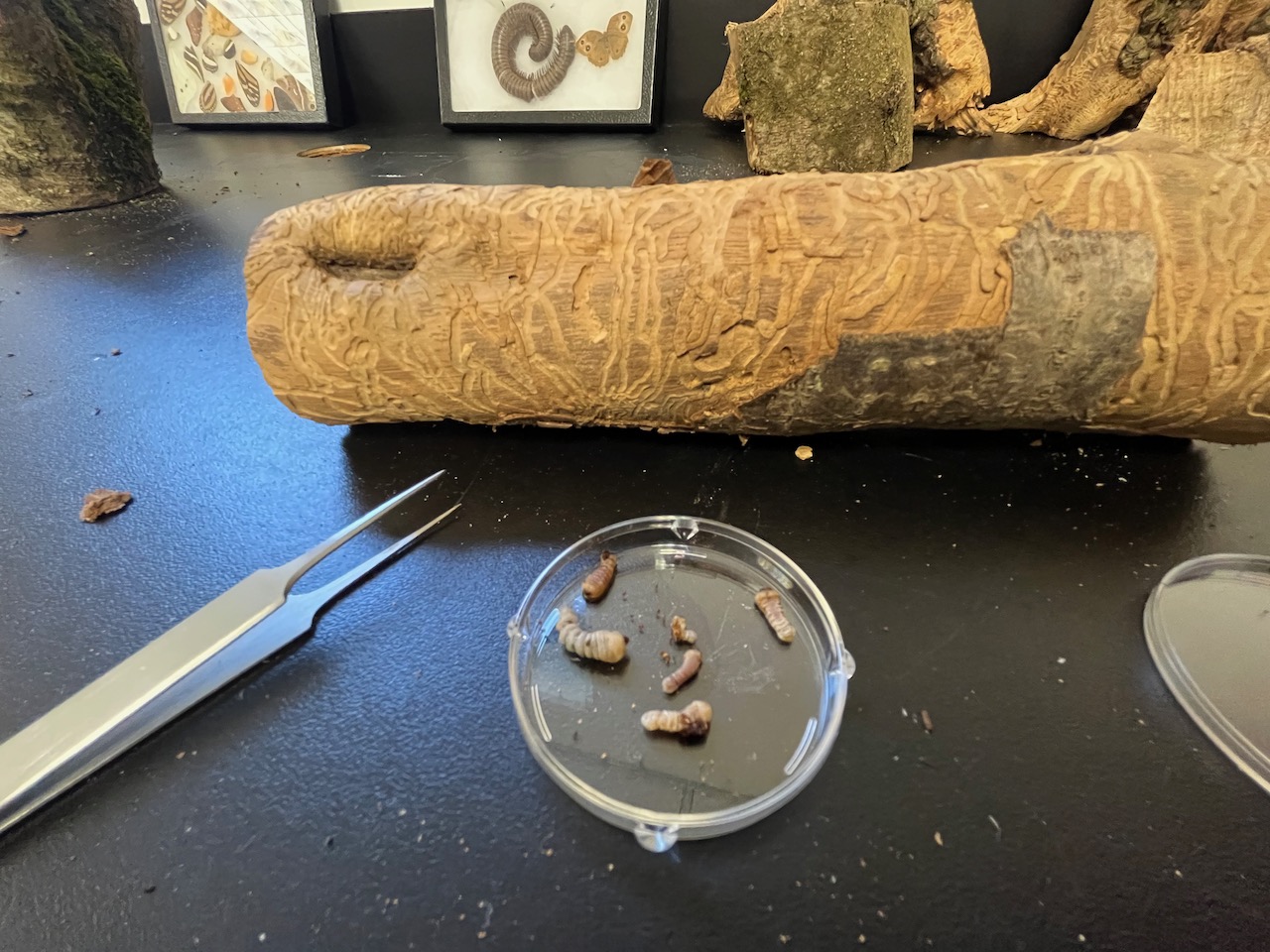 Pest Alert: California root borer in hazelnuts - Hazelnut Field ...