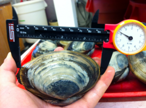 How to weigh and measure a gaper clam | Sea Grant Scholars