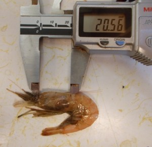 Some photos of crab tagging and shrimp measuring | Sea Grant Scholars
