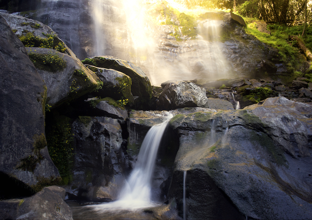 This place is ferntastic! | Sea Grant Scholars