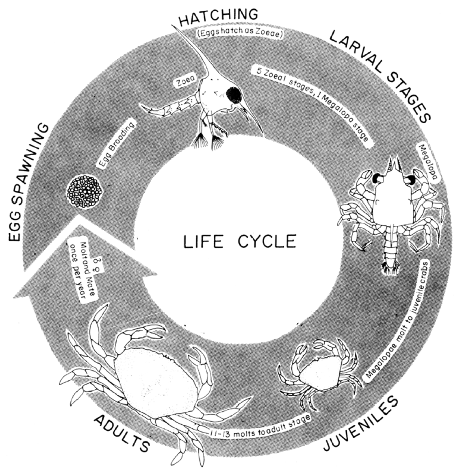 What’s so big about Dungeness crab? | Sea Grant Scholars
