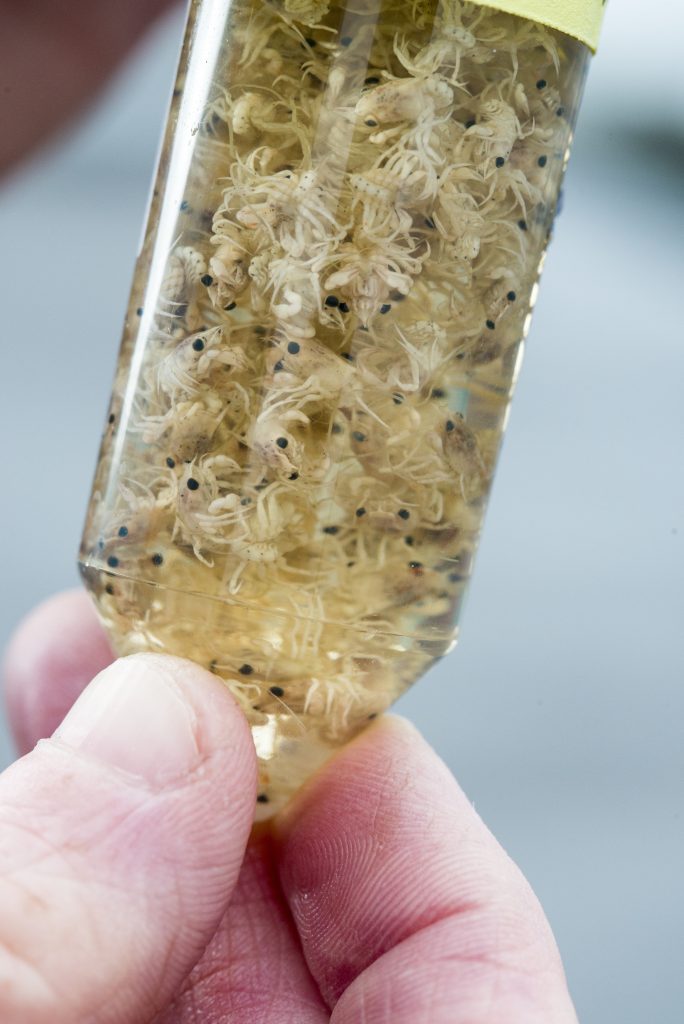 A big year for small Dungeness crab megalopae | Sea Grant Scholars